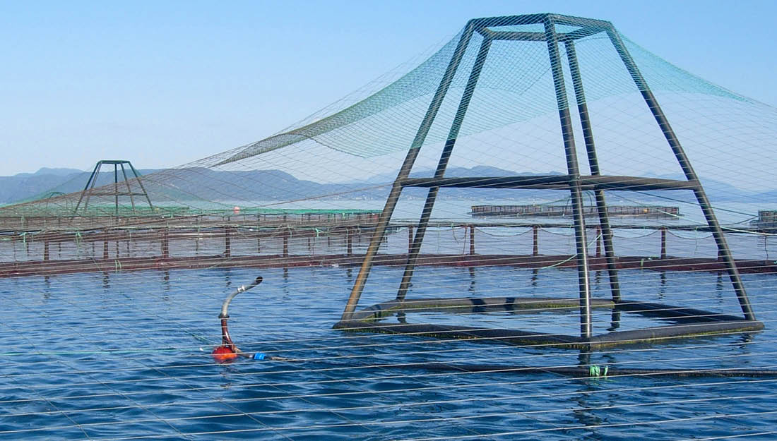 The importance of blowers to pneumatic fish feeding - KAESER Know How blog